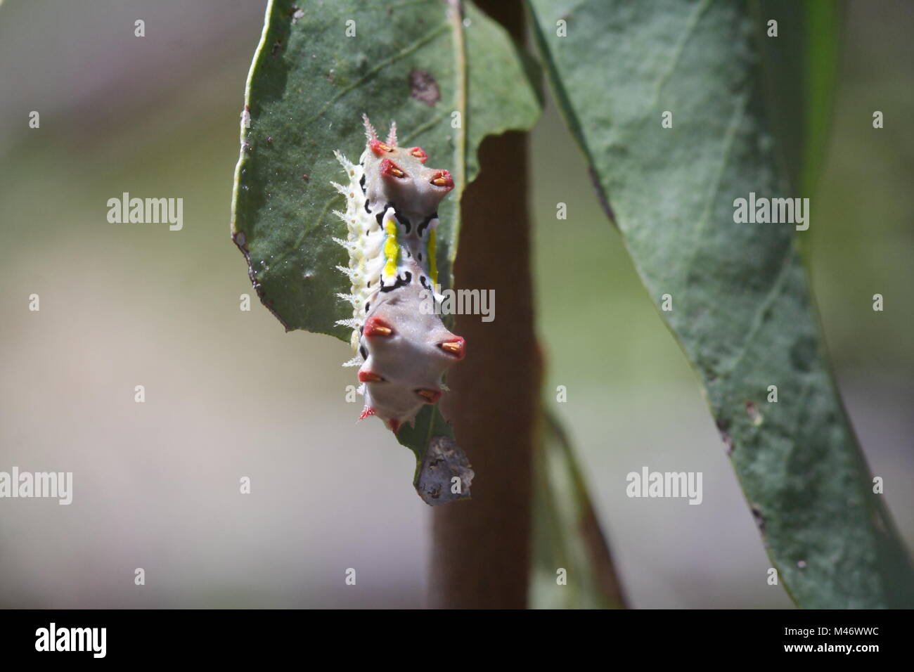 Mottled Cup Moth Caterpillar, Doratifera vulnerans, on the leaf of a ...