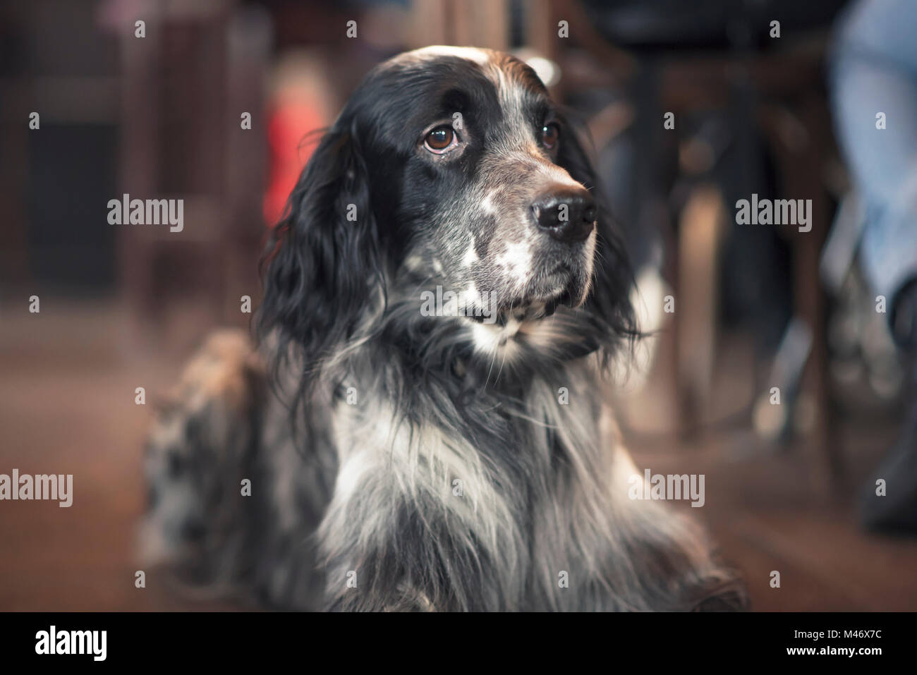 Beautiful english setter Stock Photo - Alamy