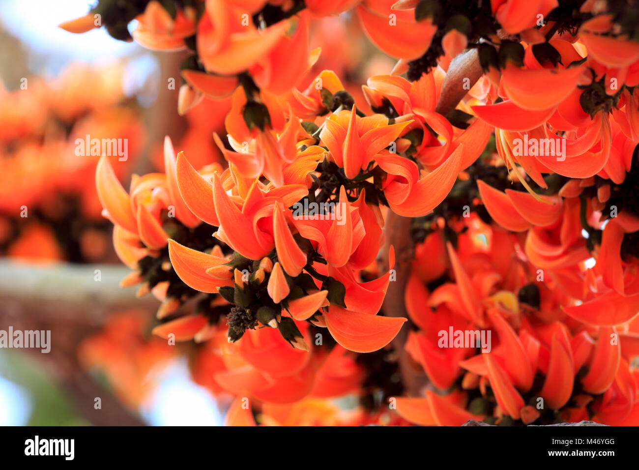 Spring flower of bangladesh hi-res stock photography and images - Alamy