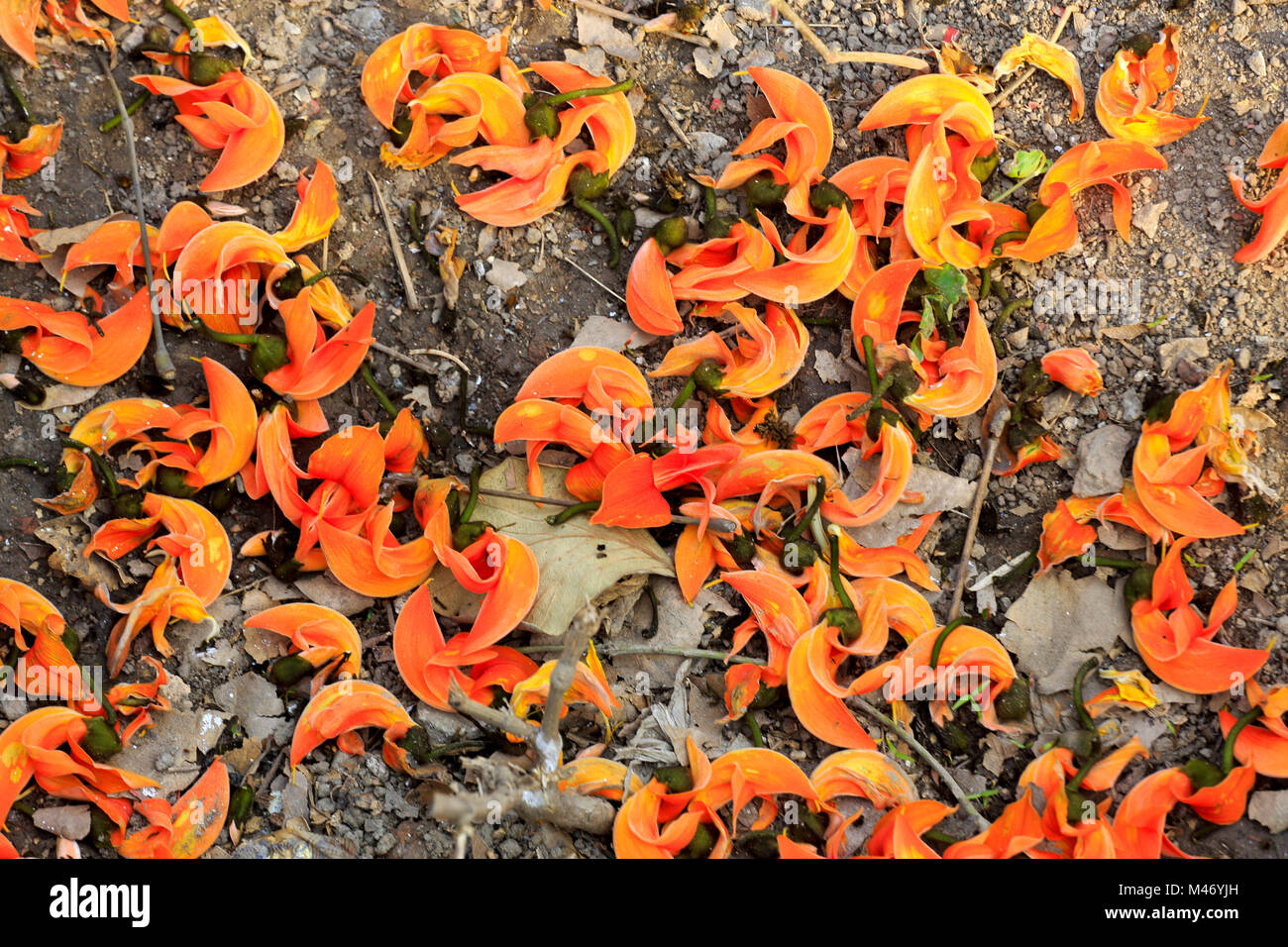 Polash flower hi-res stock photography and images - Alamy