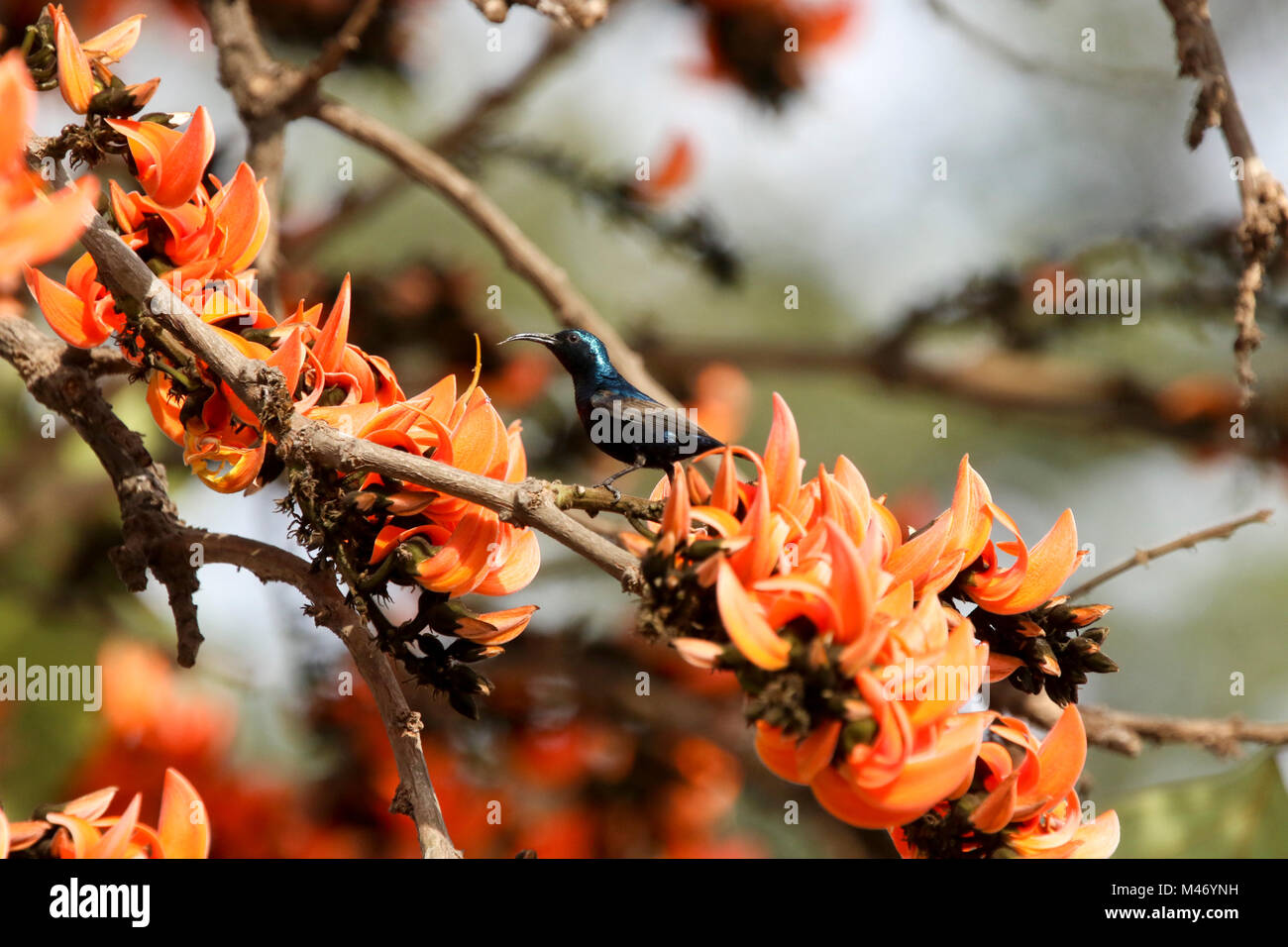 A Purple-throated Sunbird, rests on a branch of a Palash tree in full ...