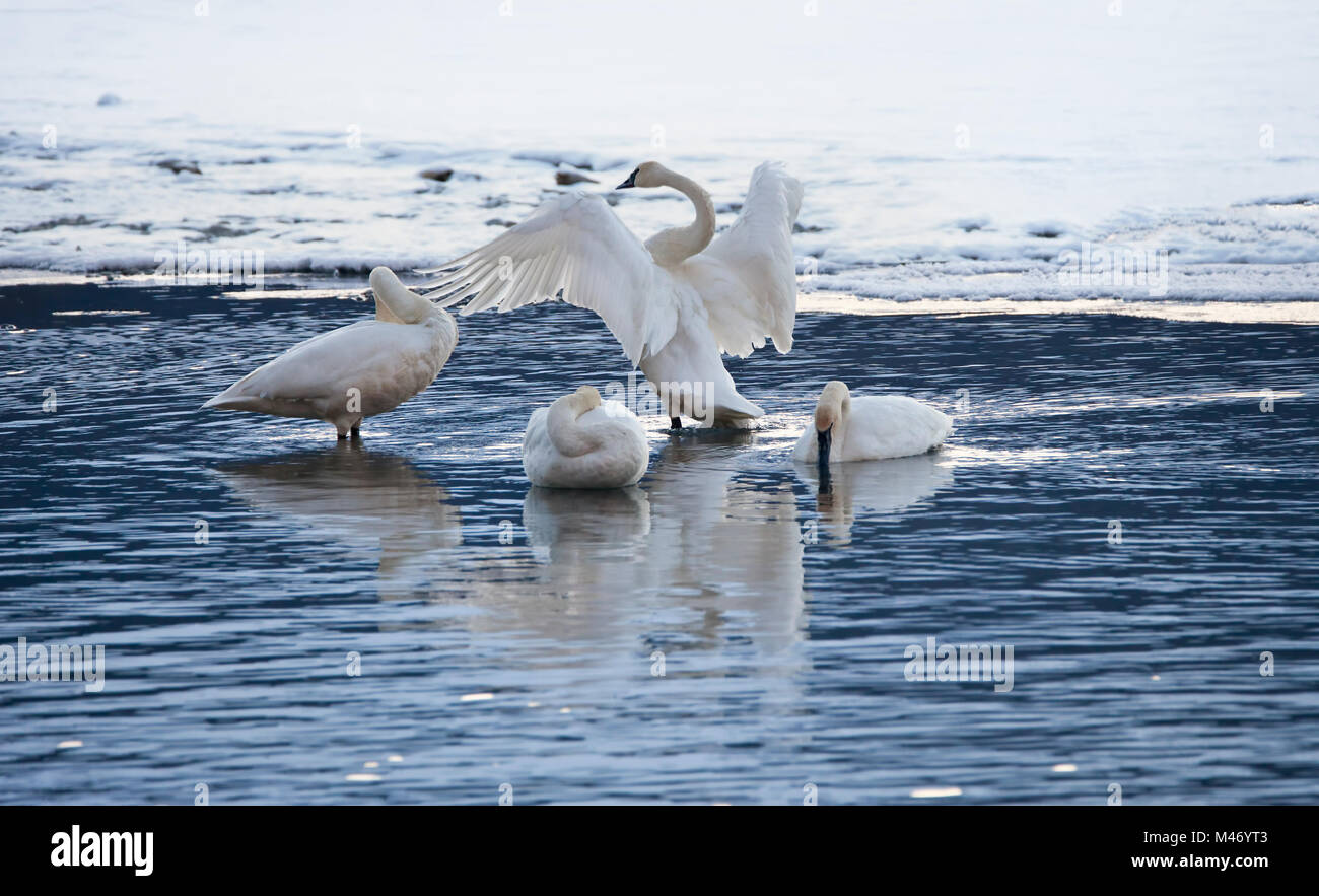 Group of trumpeter swans hi-res stock photography and images - Alamy