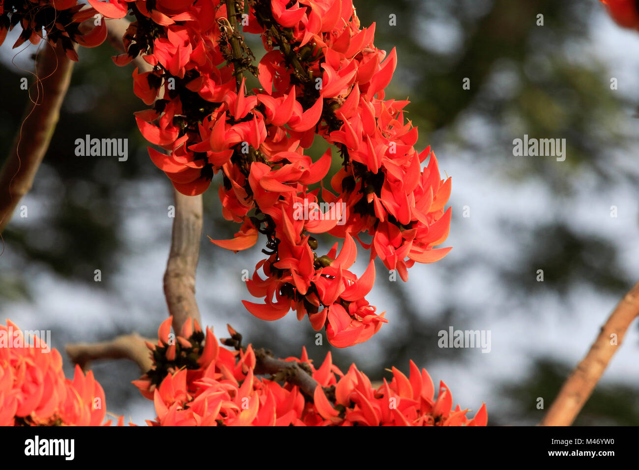 Spring flower Palash blooms flamboyantly advent of the spring in the ...