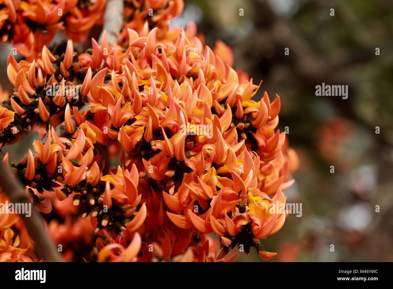 Spring flower Palash blooms flamboyantly advent of the spring in the ...