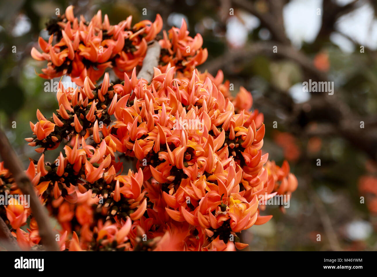 Polash flower hi-res stock photography and images - Alamy