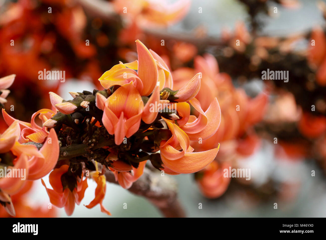 Polash flower hi-res stock photography and images - Alamy
