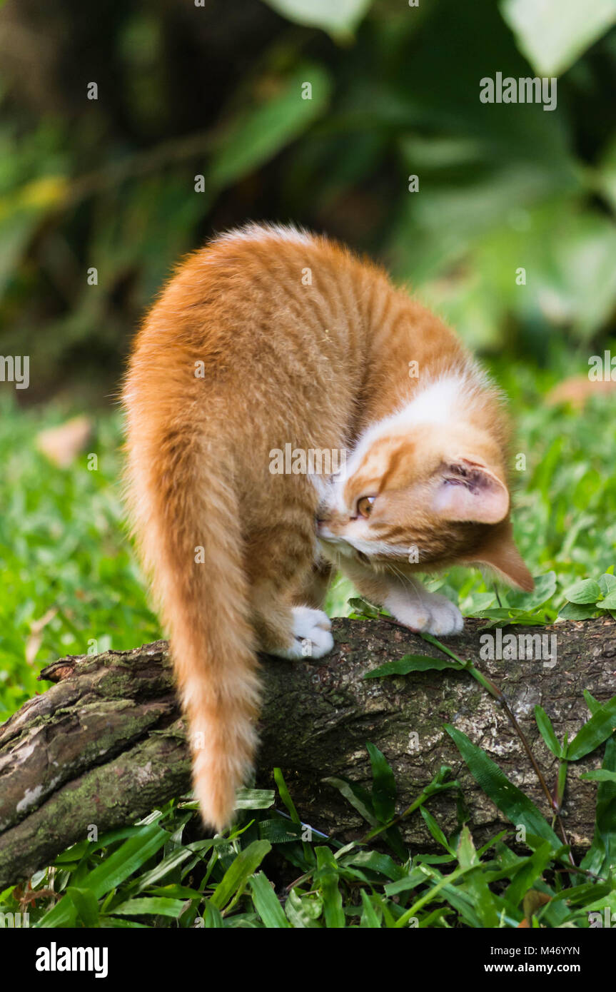 Cute animal themes hi-res stock photography and images - Alamy
