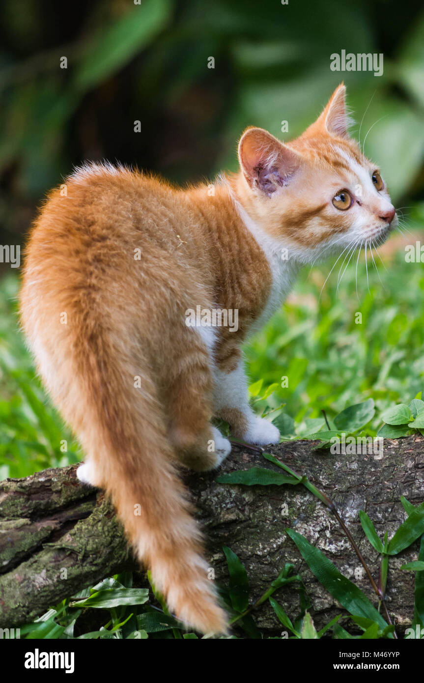 Cute animal themes hi-res stock photography and images - Alamy