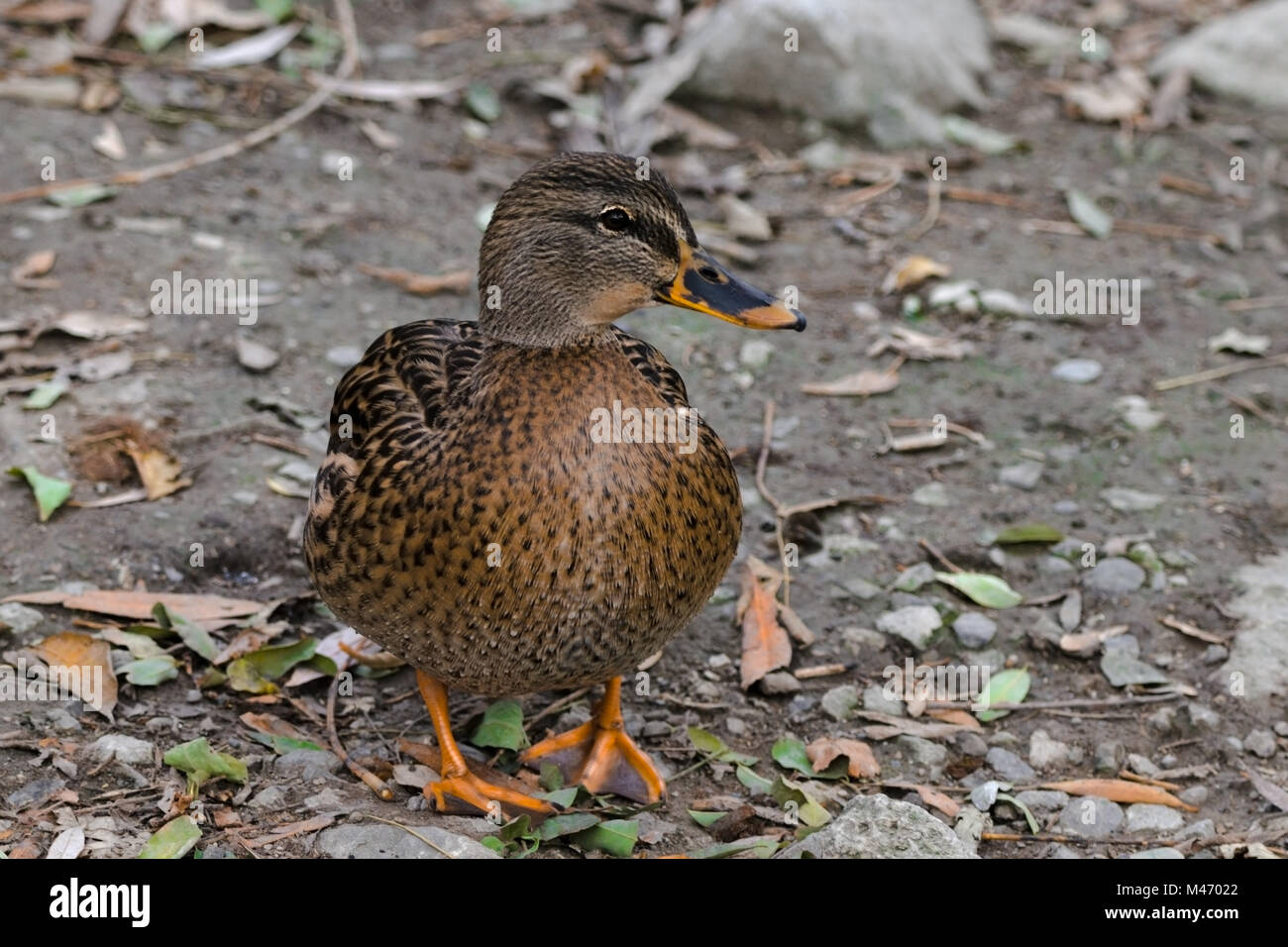 The wild duck Stock Photo - Alamy