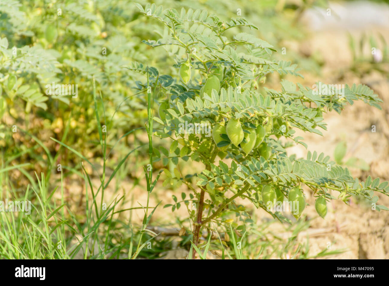 photo of chick pea plant with fruits Stock Photo - Alamy