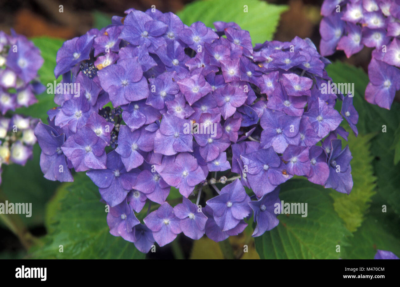 Hydrangea macrophylla 'Queen Elizabeth' Stock Photo - Alamy