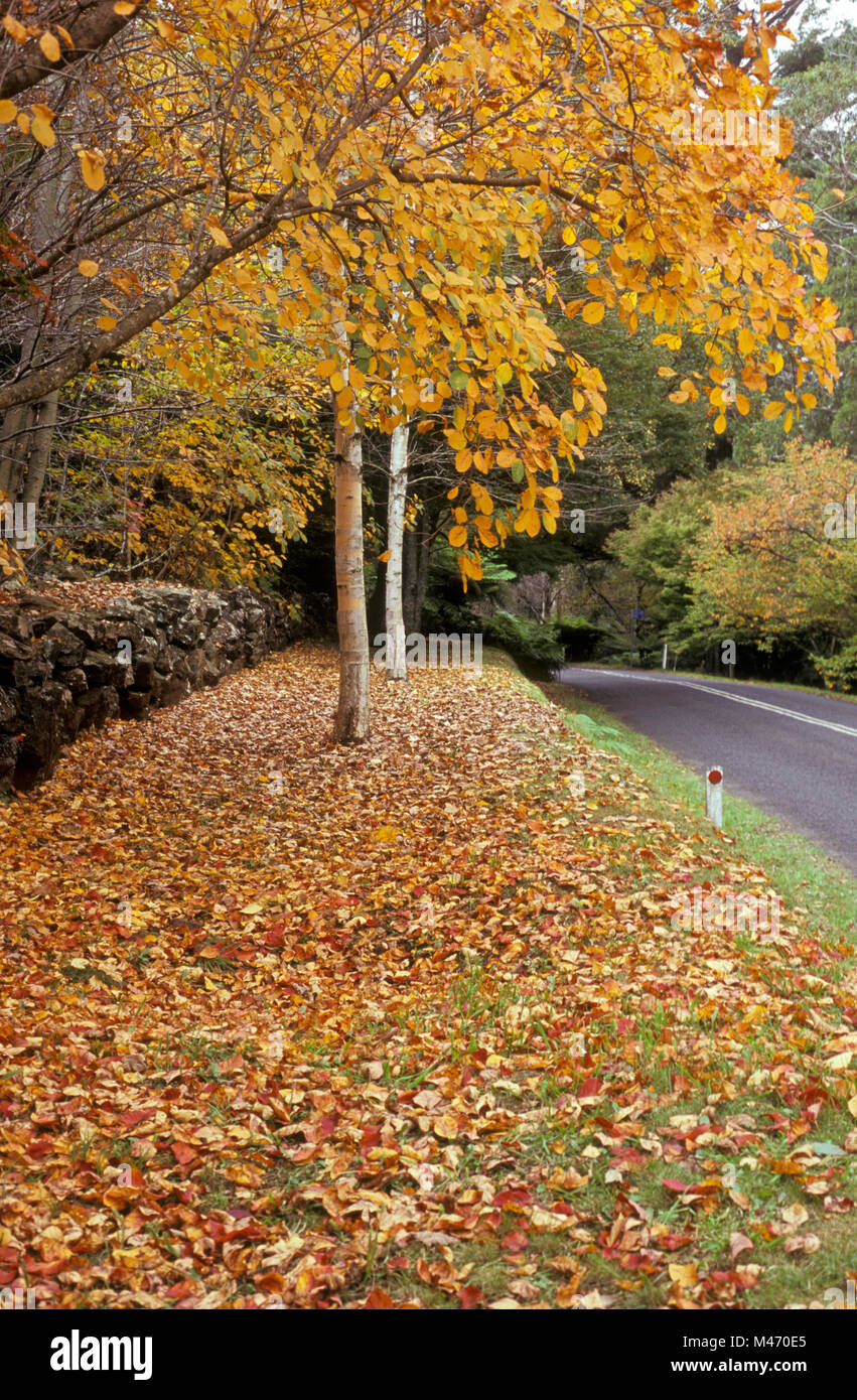 AUTUMN SCENE IN THE BLUE MOUNTAINS, NEW SOUTH WALES, AUSTRALIA ...