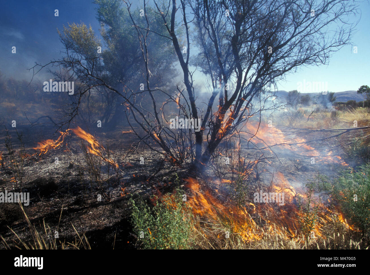 The aftermath of a large bush fire in the Kimberley Region of Western ...