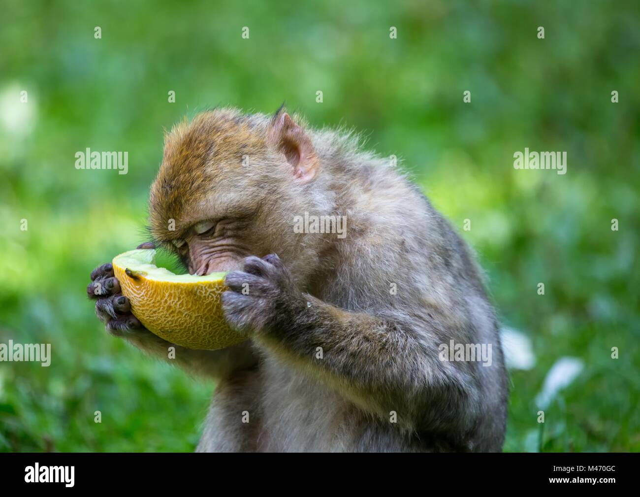Picture of playing and eating barbary macaques on a meadow during ...