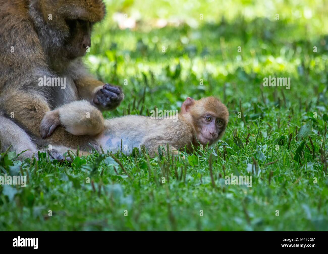 Picture of playing and eating barbary macaques on a meadow during ...