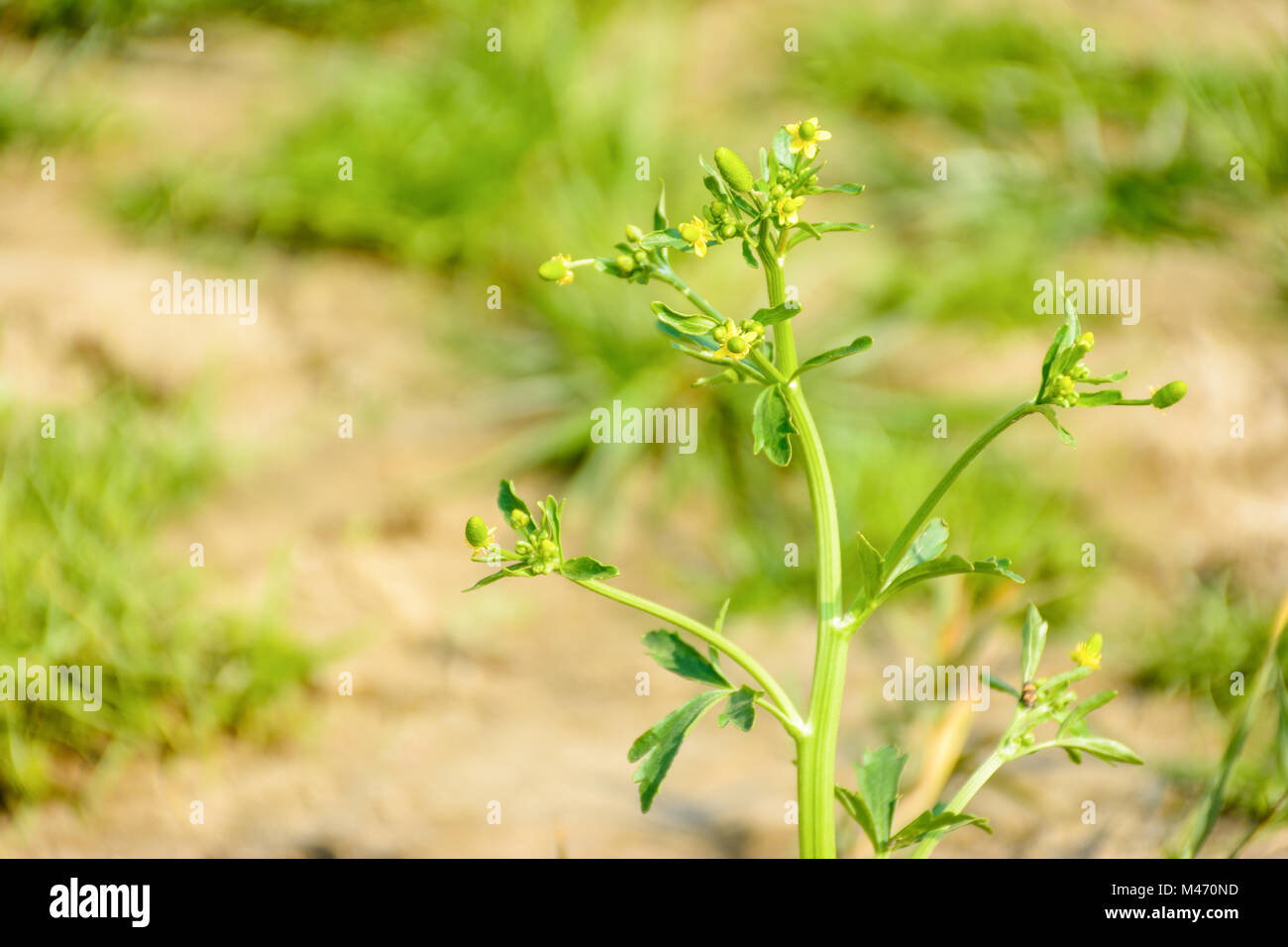 Mustard flower bunch hi-res stock photography and images - Alamy