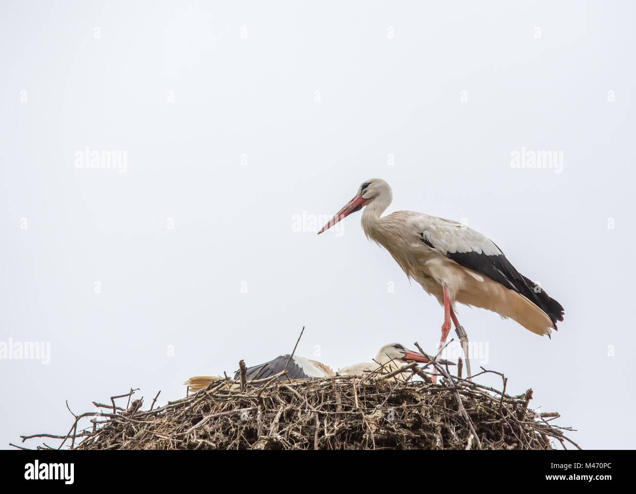 White storks sitting in its nest on a roof in Germany during summer ...