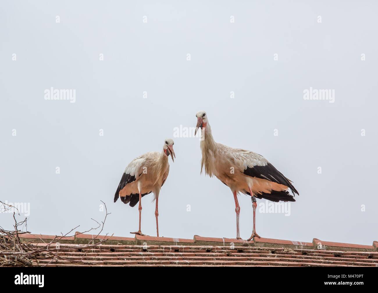 White stork in flight side view hi-res stock photography and images - Alamy