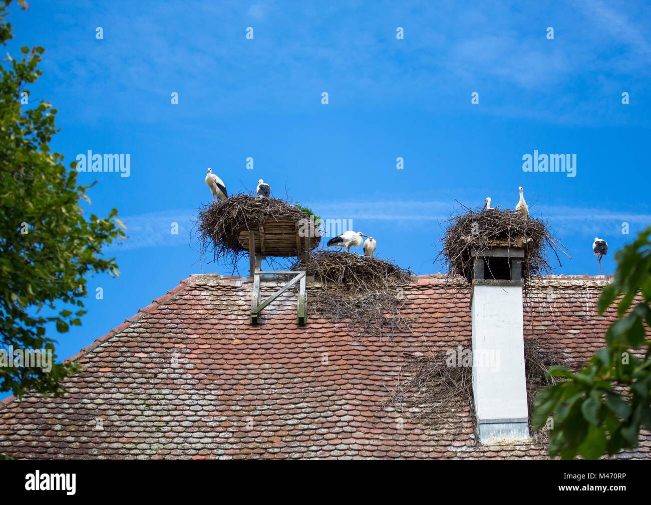 White storks sitting in its nest on a roof in Germany during summer ...