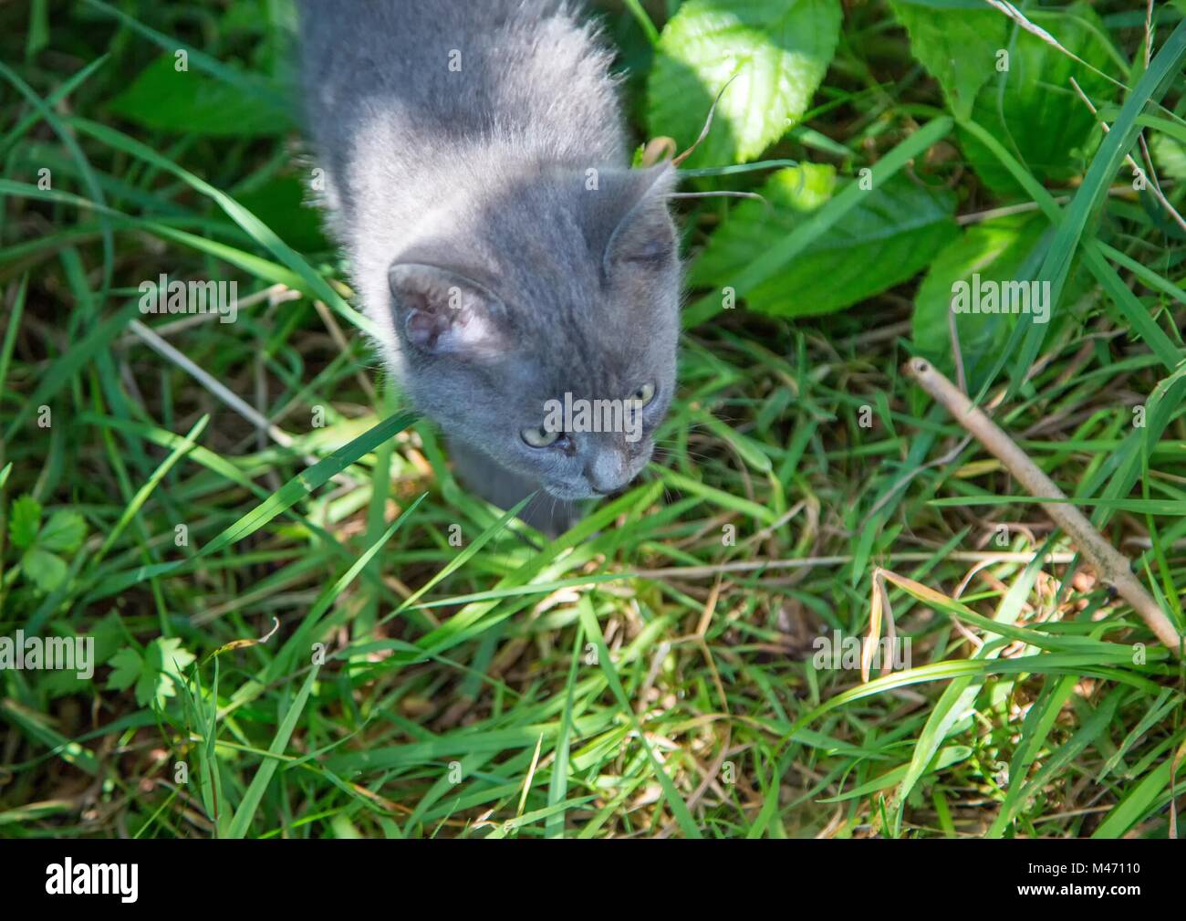 Young and curious grey wild cat during summer at the alps of ...