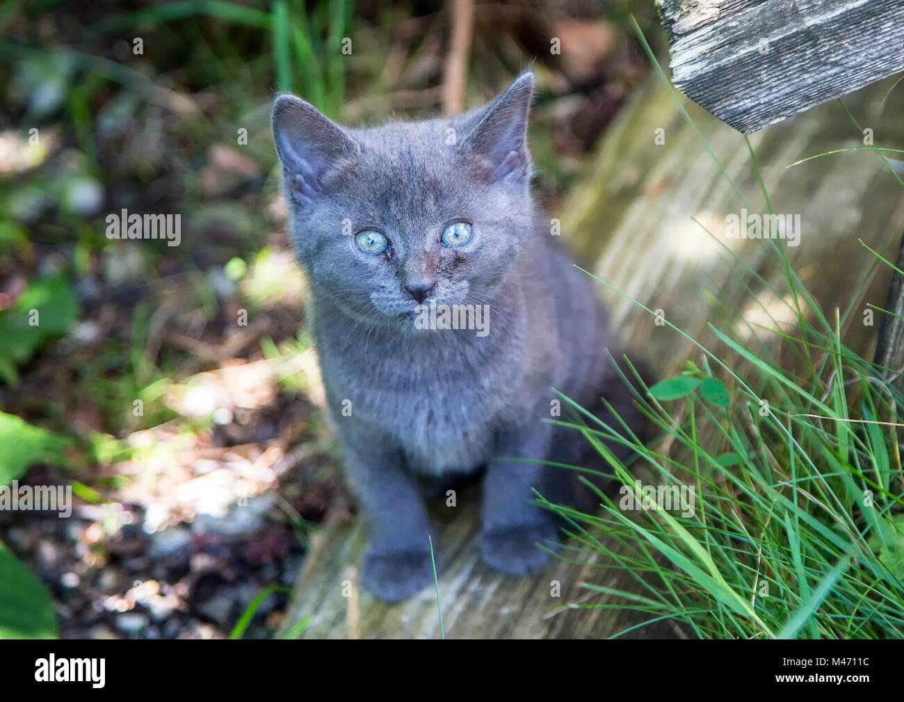 Young and curious grey wild cat during summer at the alps of ...