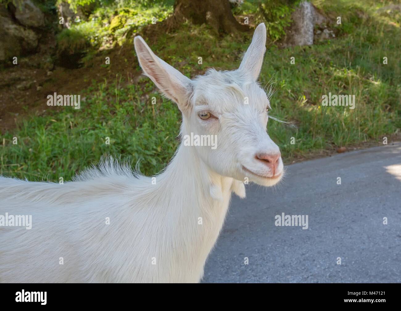 Portrait goat on road hi-res stock photography and images - Alamy