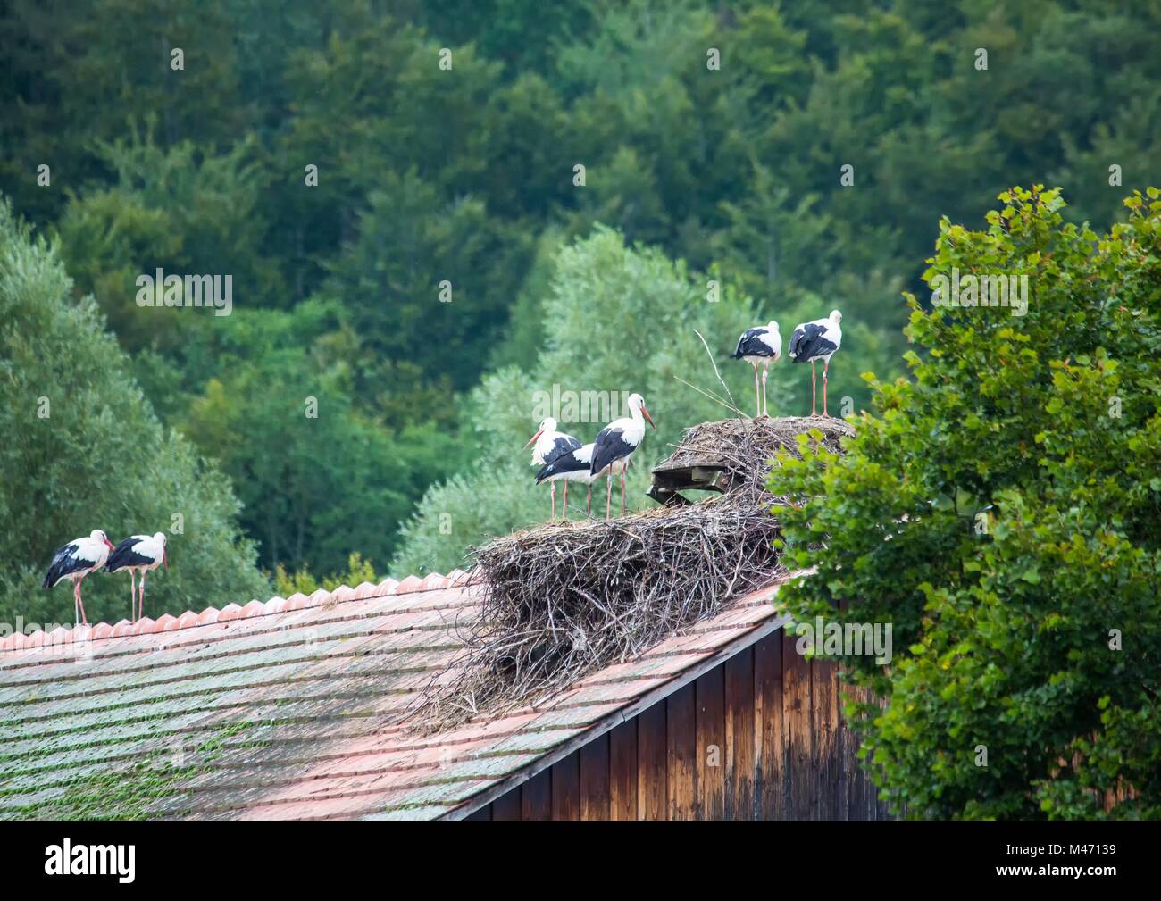 A group of white storks sitting on a roof in southern Germany during ...