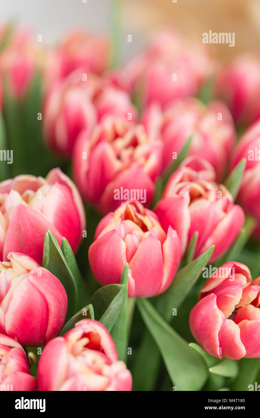 close-up. beautiful luxury bouquet of pink tulips flowers on table. the work of the florist at a ...