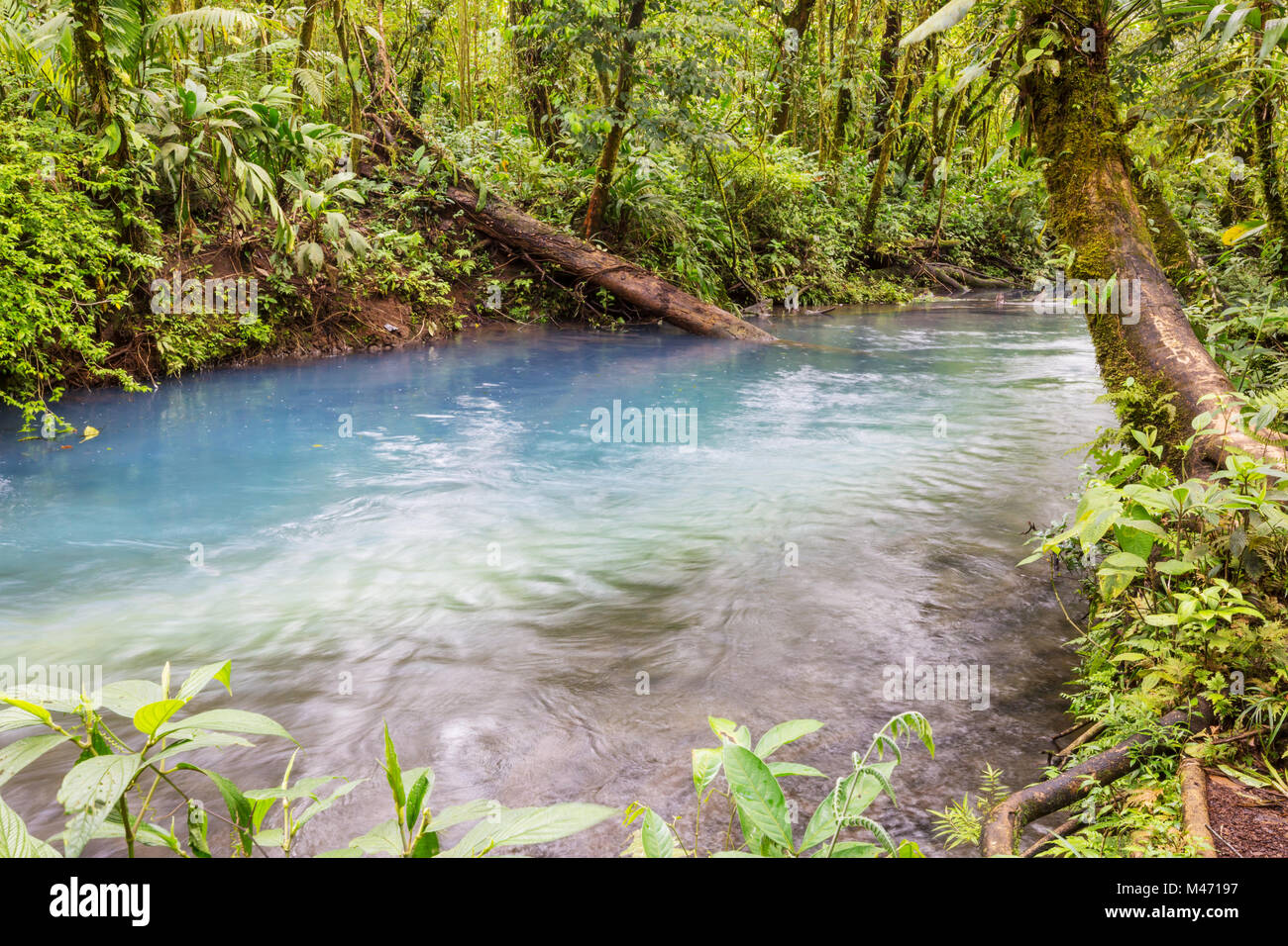 Beautiful stream water flowing down in rain forest. Costa Rica, Central ...