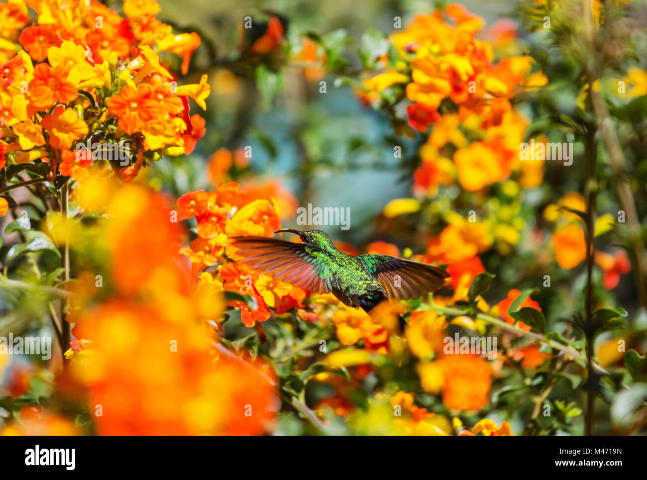 Colorful Hummingbird in Costa Rica, Central America Stock Photo - Alamy