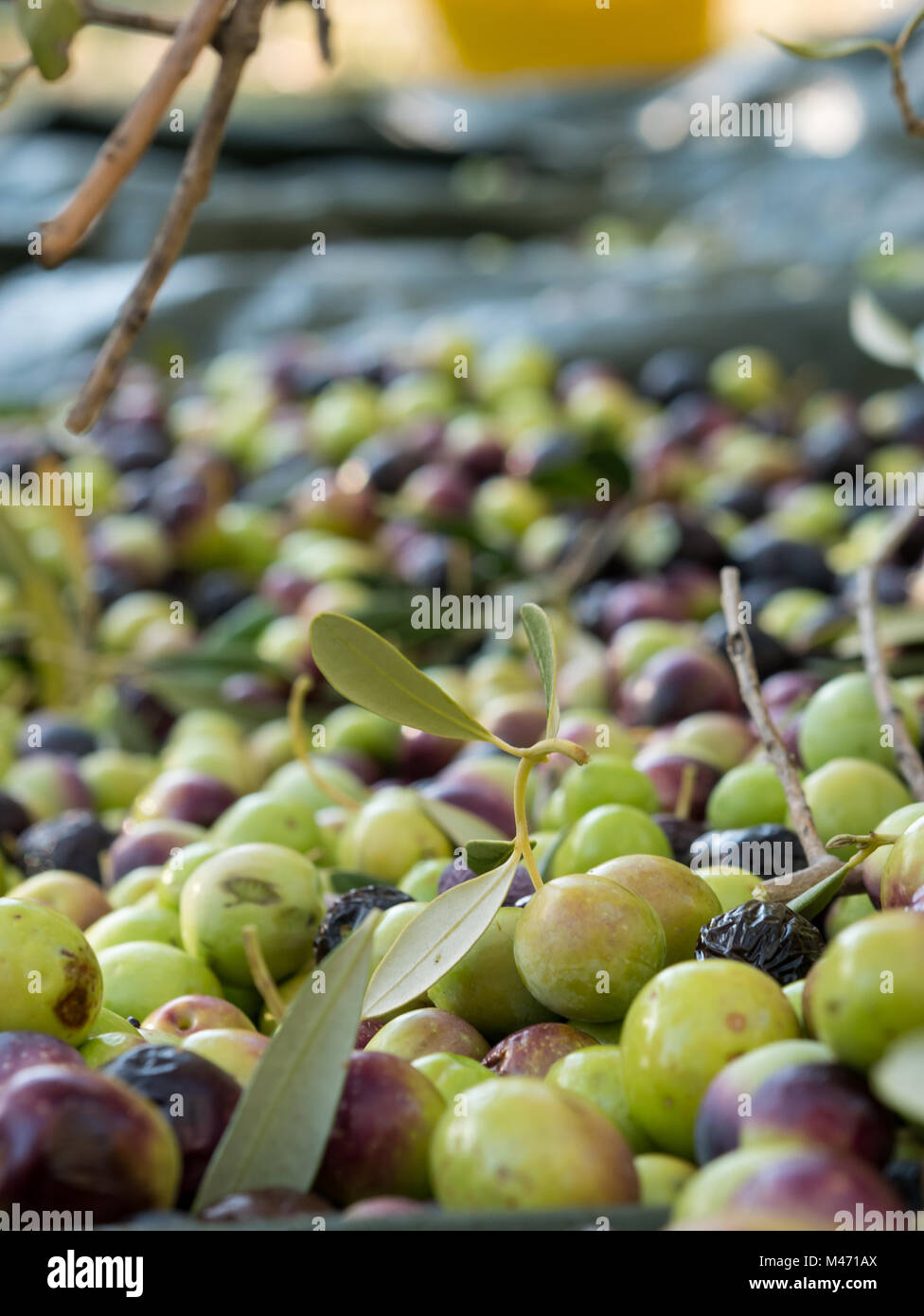Colorful hand picked olives on the ground close up Stock Photo - Alamy