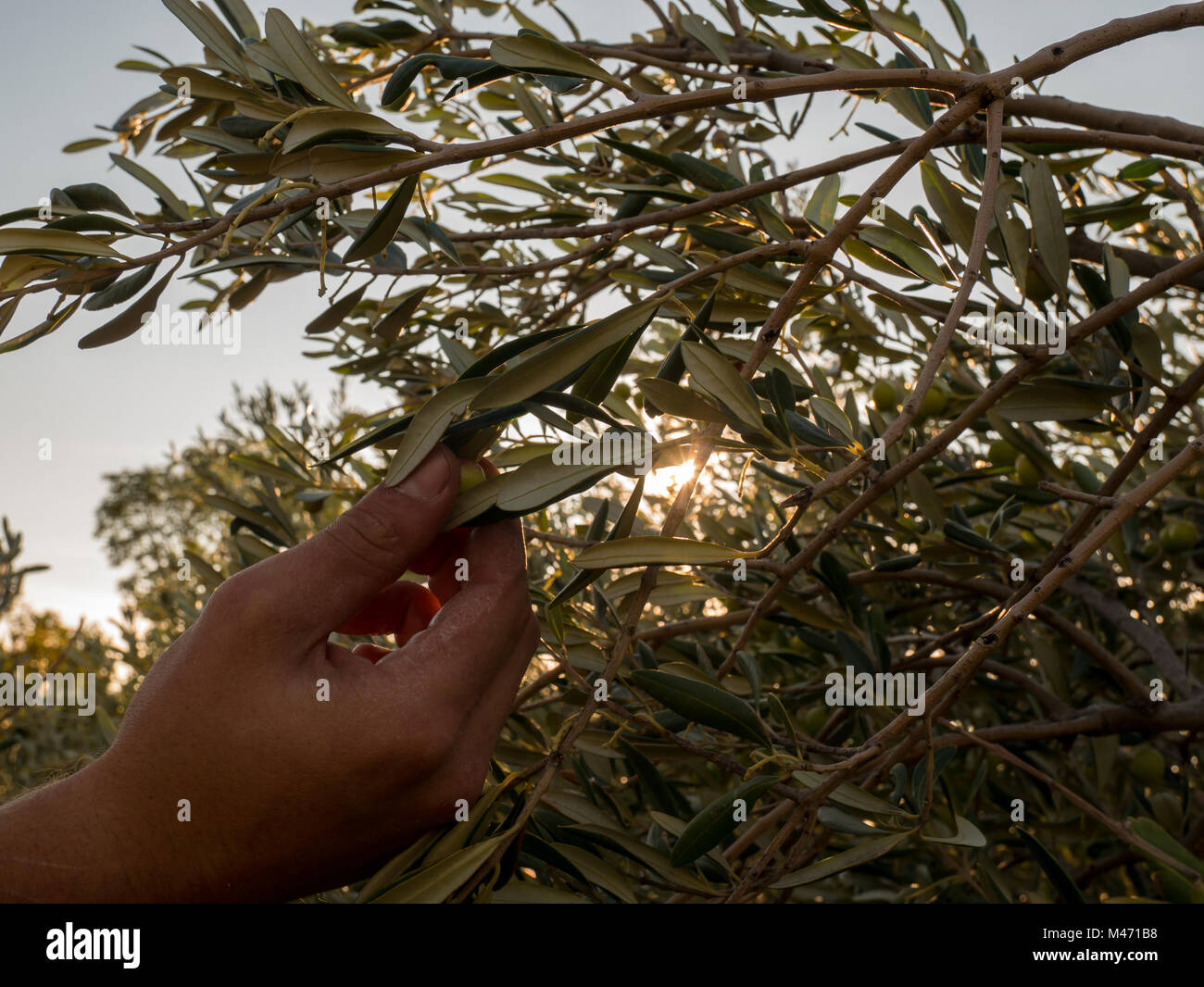 Man hand picking organic ripe olive fruits from tree at sunset Stock ...