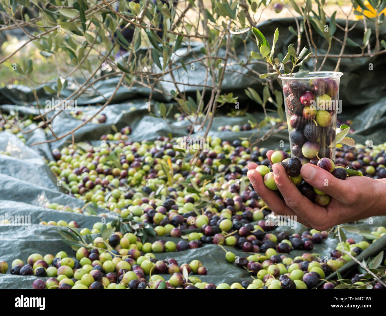 Olive cup hi-res stock photography and images - Alamy