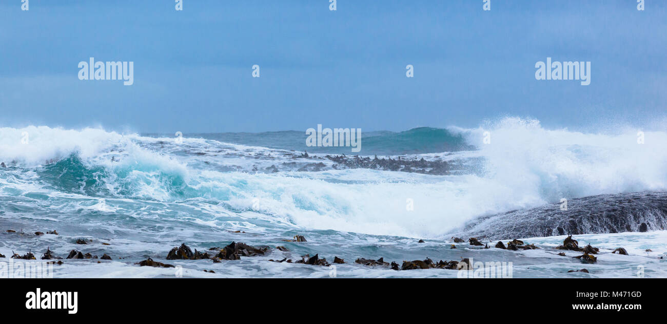 Where Atlantic and Indian oceans meet, jackass penguins, seagulls and ...
