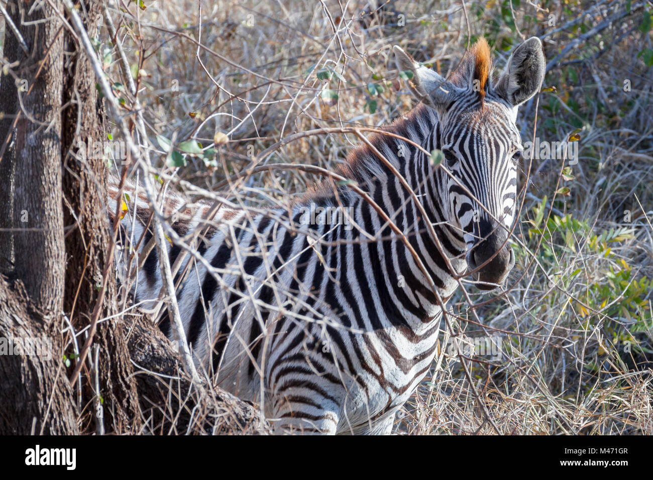 Cute zebra hi-res stock photography and images - Alamy