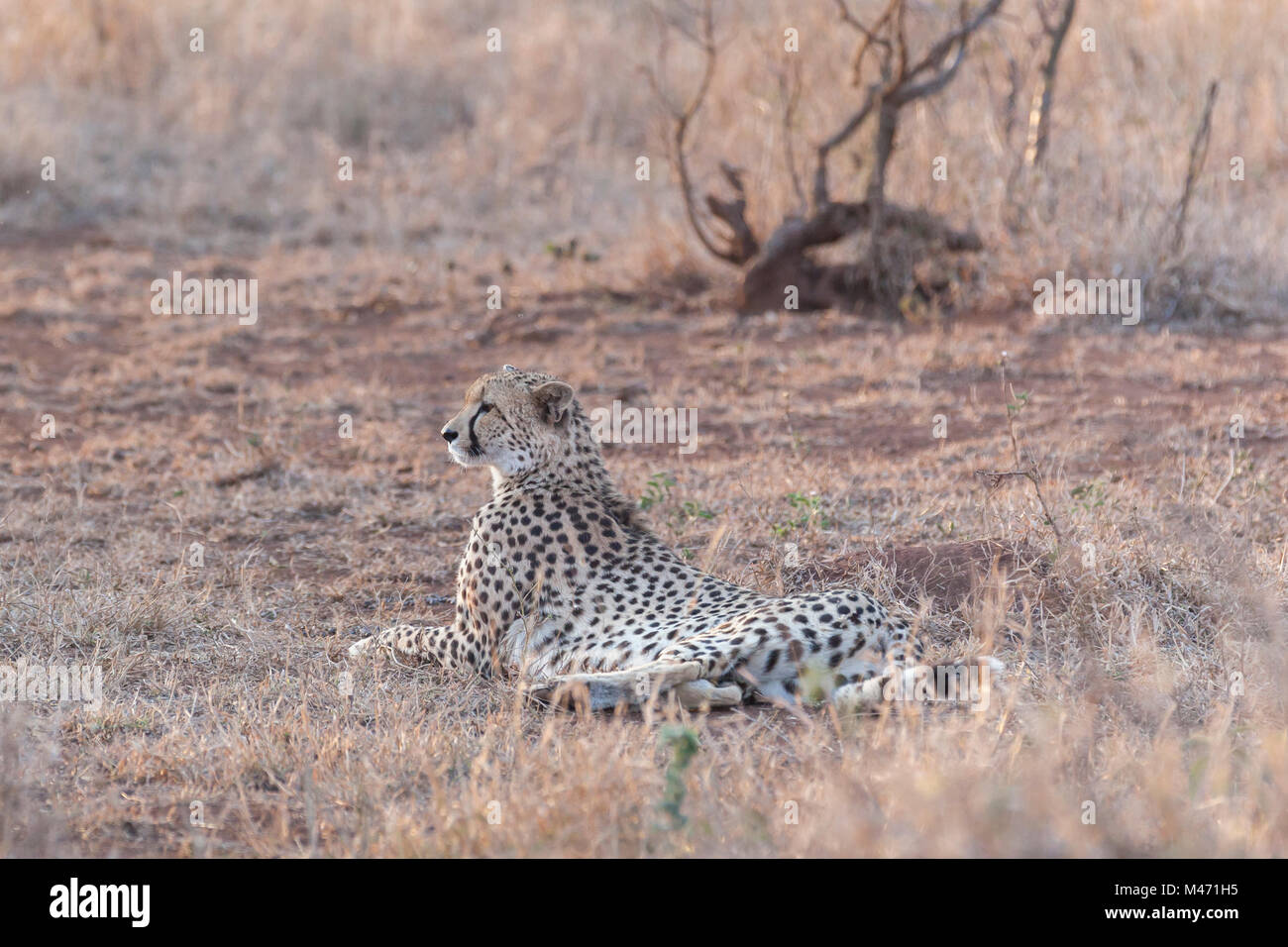 Natural cheetah photo hi-res stock photography and images - Alamy