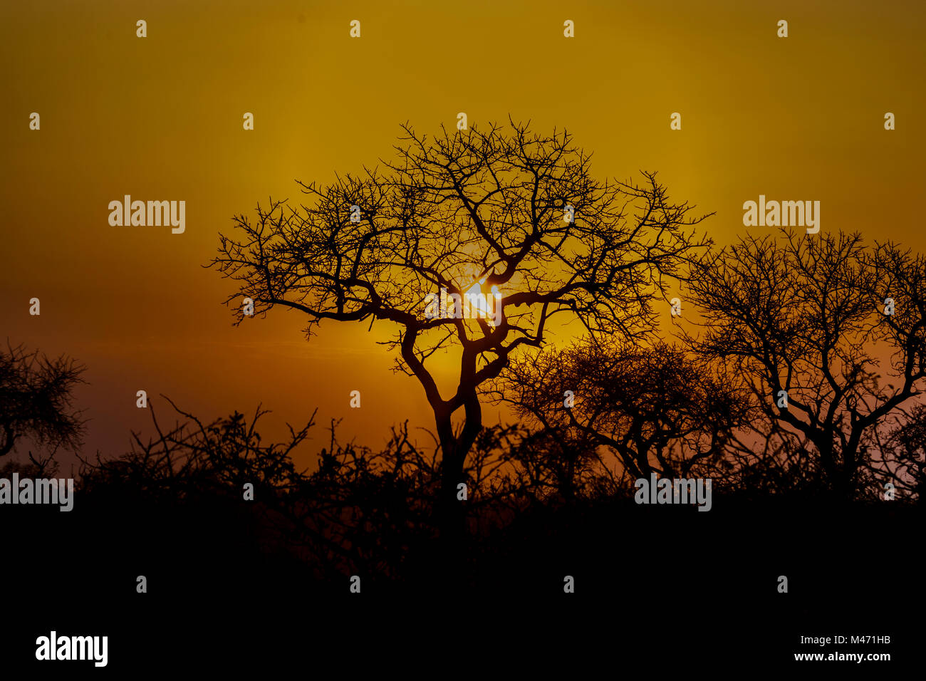 African landscape with wild life at sunset hi-res stock photography and ...