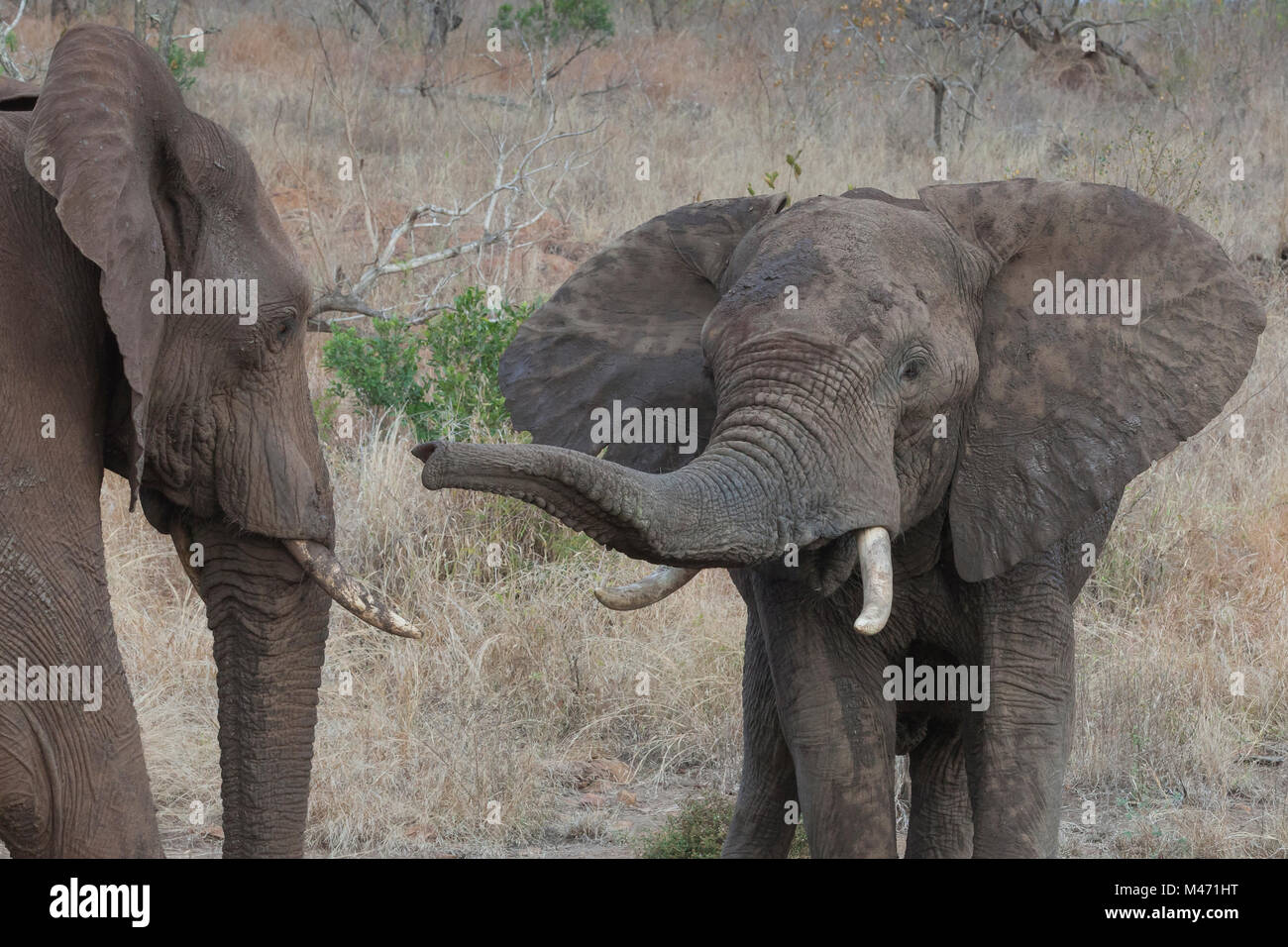 Puppy in wilderness hi-res stock photography and images - Alamy