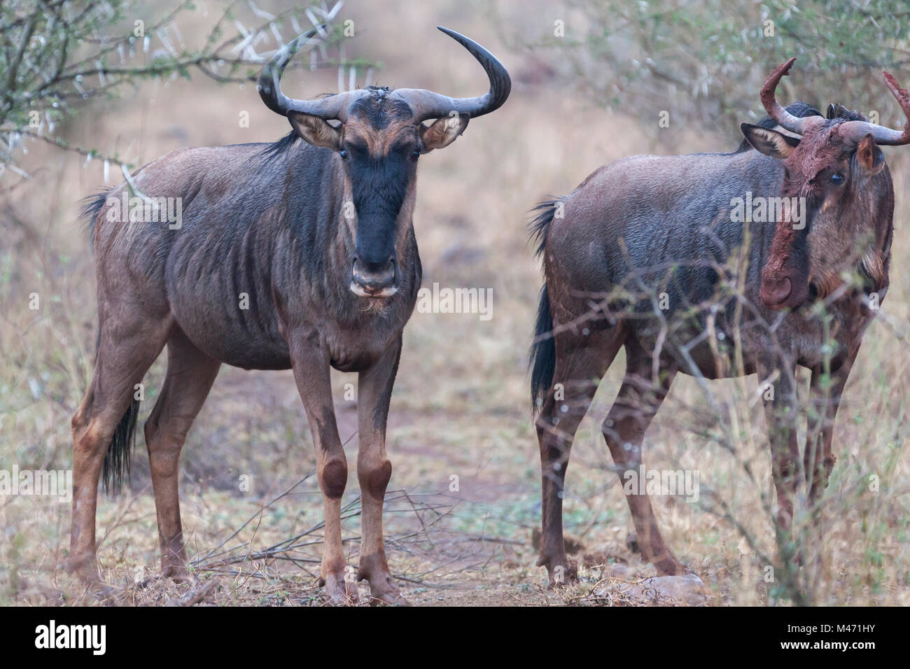 Wildebeest africa hi-res stock photography and images - Alamy