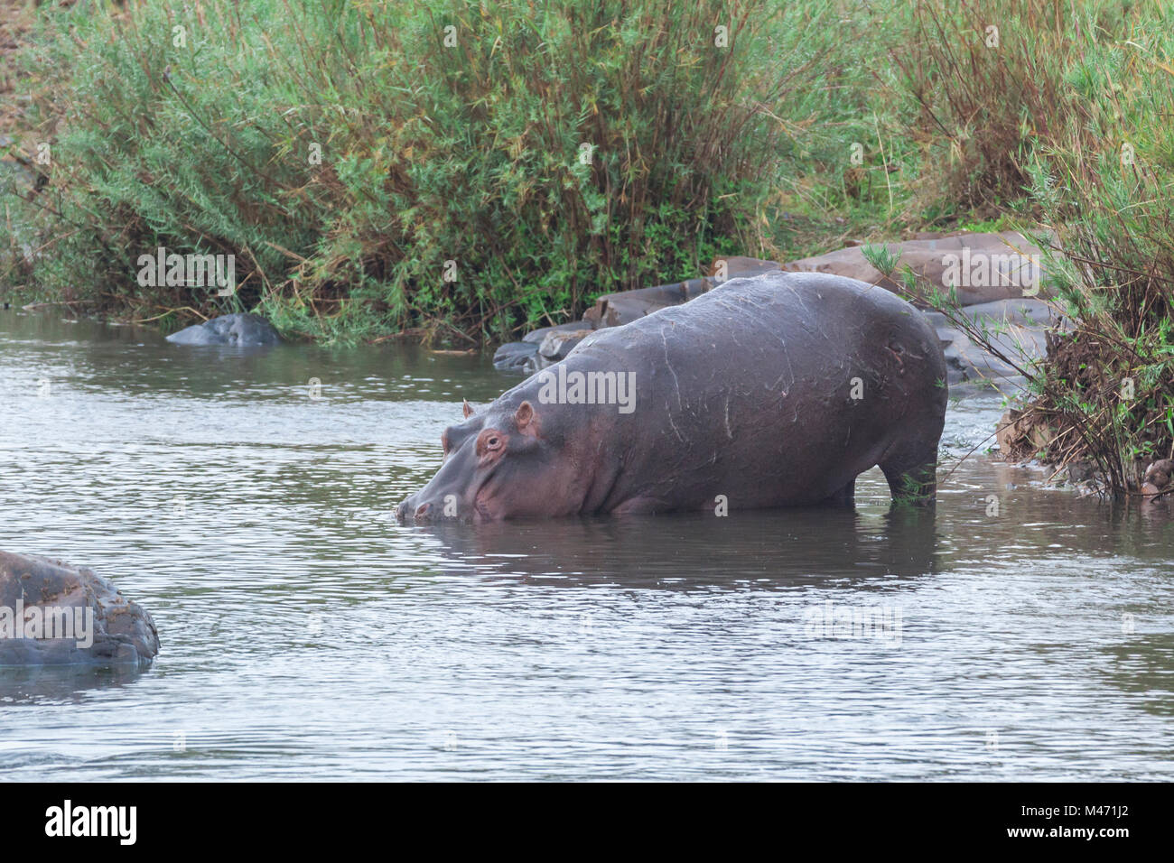 Hippo is taking a bath Stock Photo - Alamy