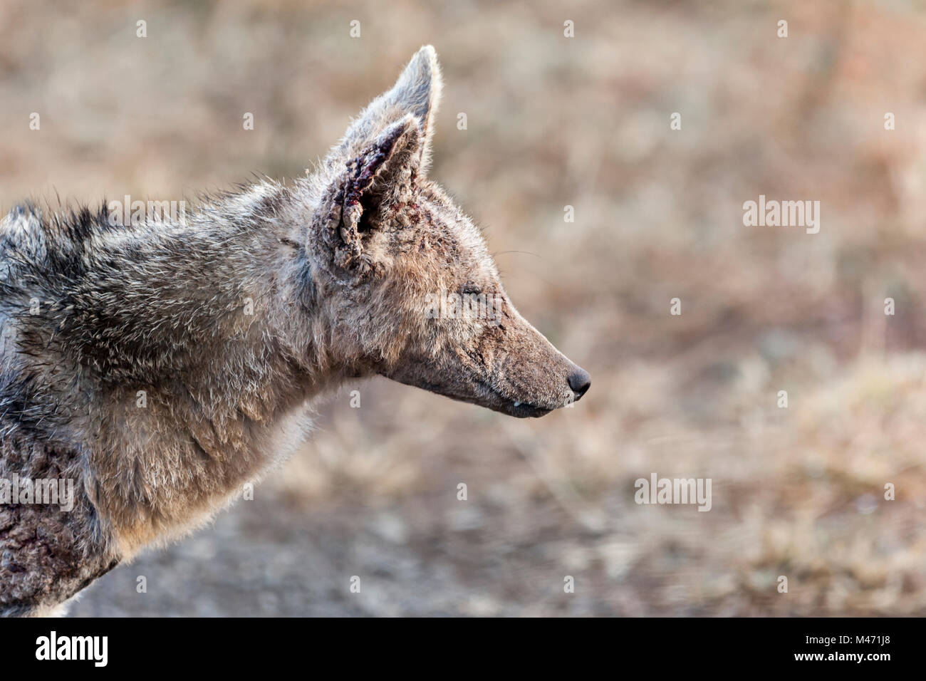 Jackal fight hi-res stock photography and images - Alamy