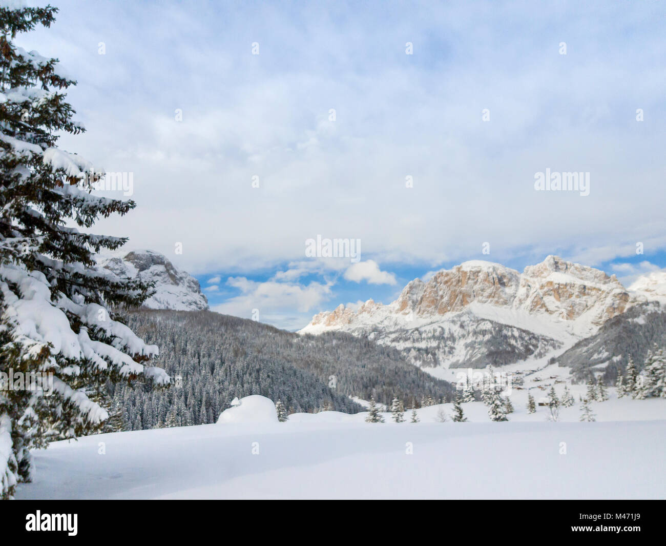 Dic tree hi-res stock photography and images - Alamy