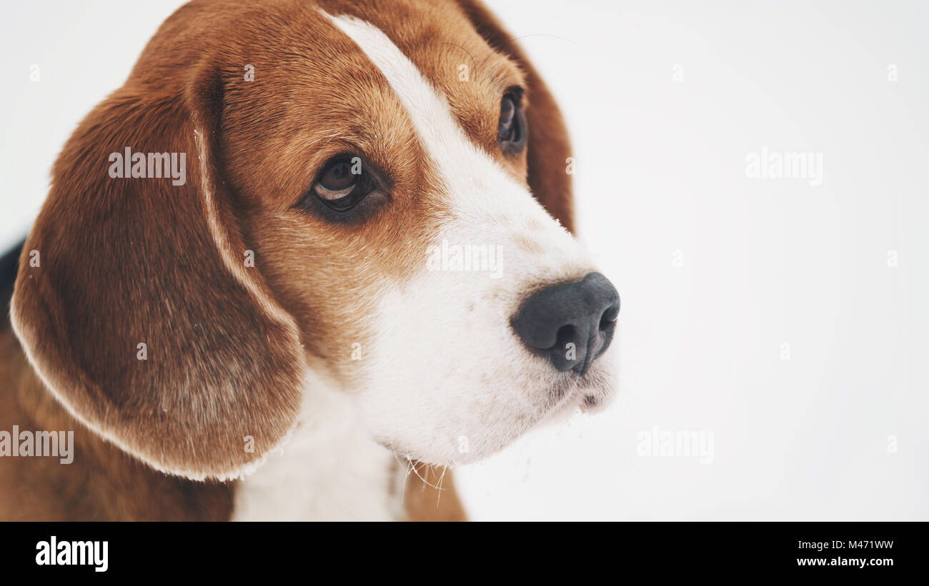sad beagle dog outdoor portrait walking in snow Stock Photo - Alamy
