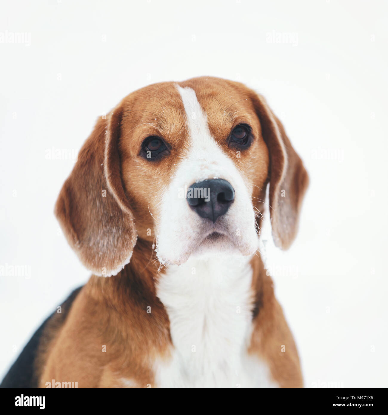 sad beagle dog outdoor portrait walking in snow Stock Photo - Alamy
