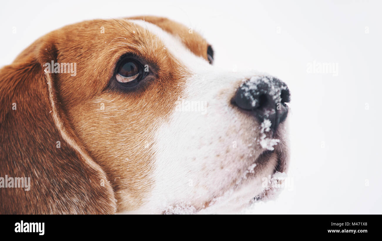 Sad beagle looking up hi-res stock photography and images - Alamy