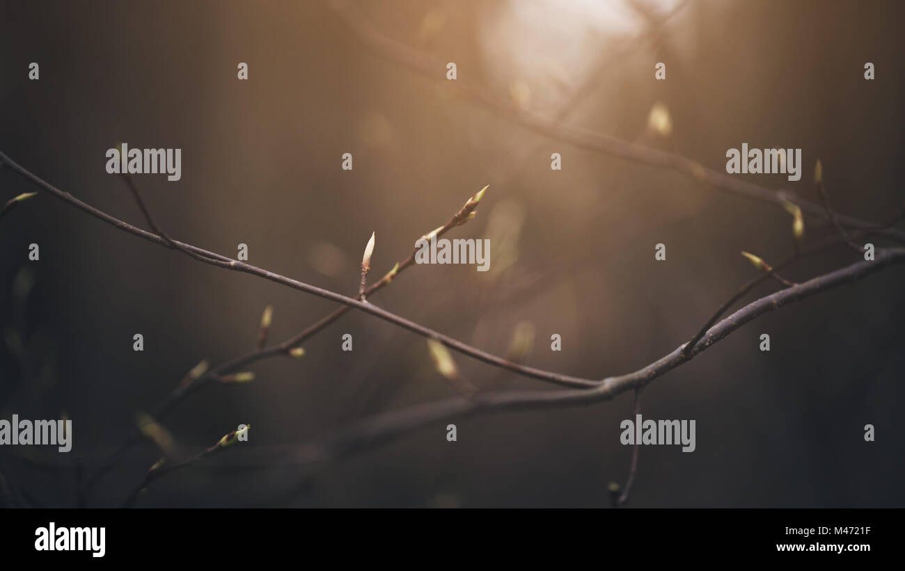 first spring buds on bush in forest Stock Photo - Alamy