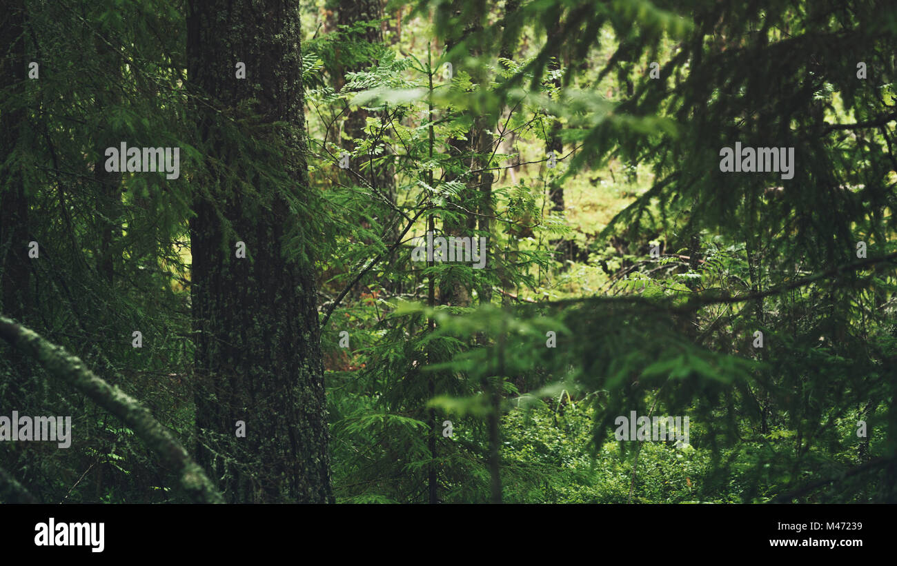 wet green summer forest of karelia Stock Photo - Alamy