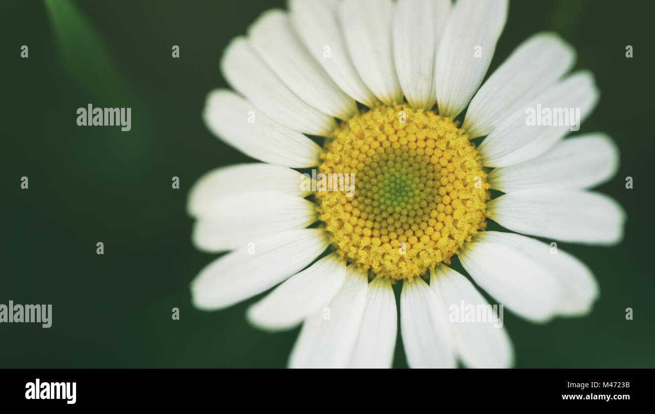 Daisy top view hi-res stock photography and images - Alamy