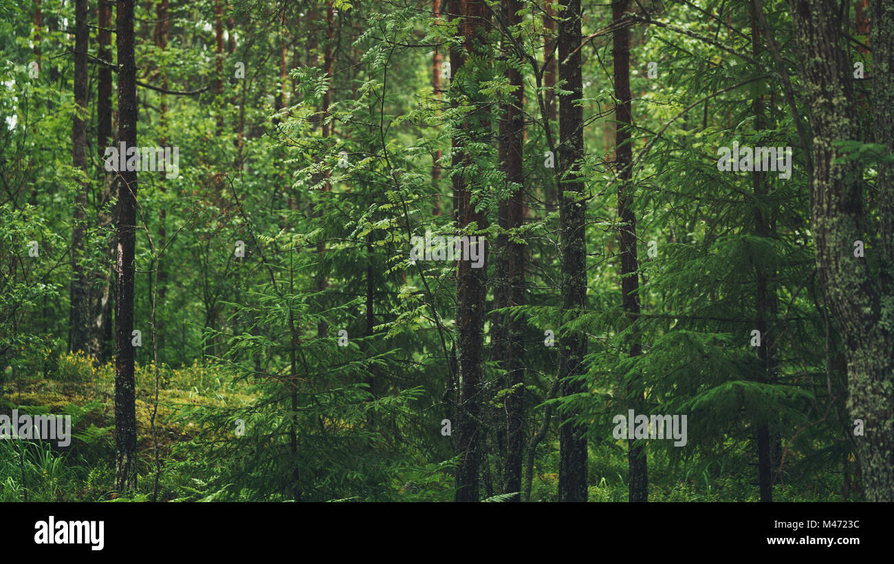 Wet ecosystem hi-res stock photography and images - Alamy