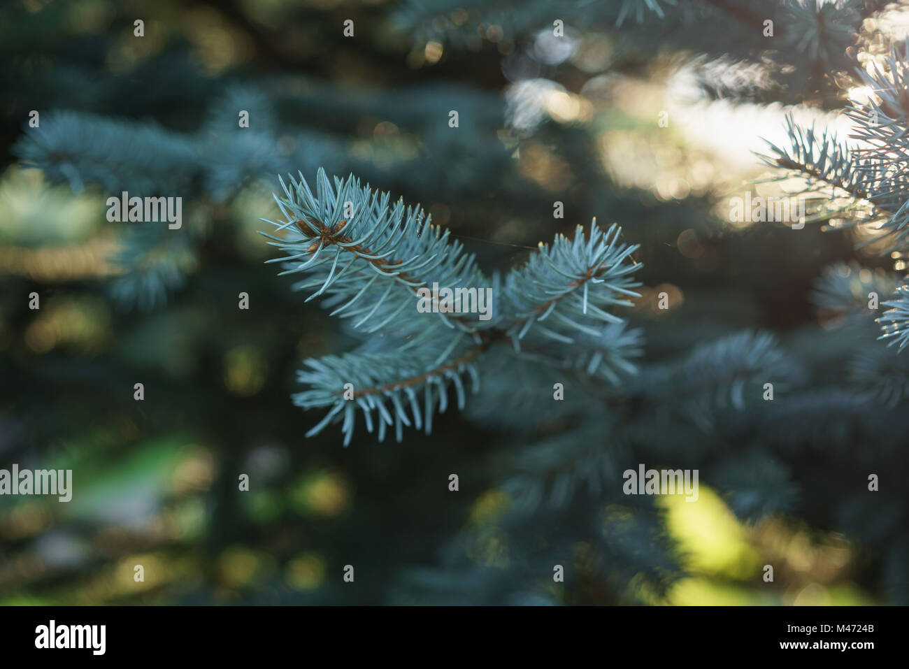 Blue fir tree hi-res stock photography and images - Alamy